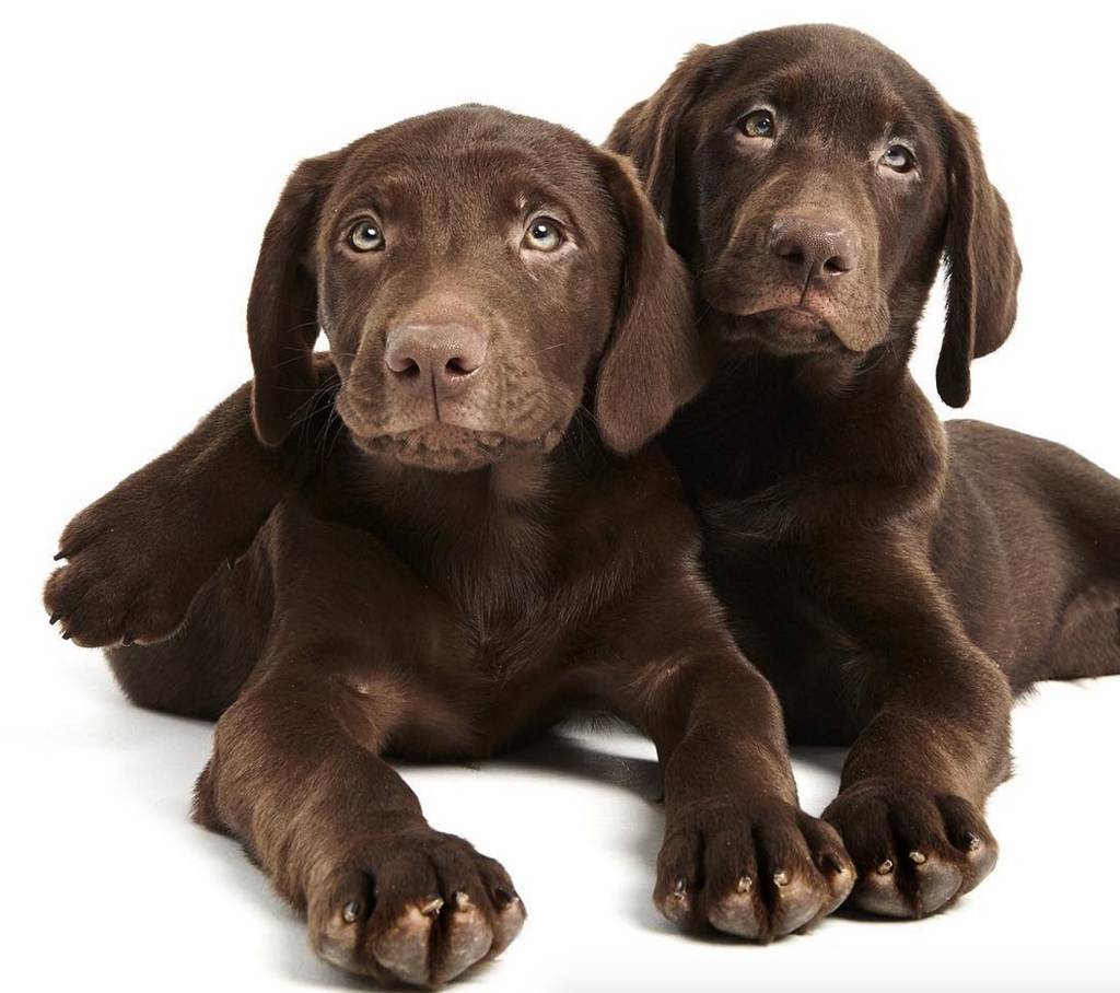 Adorable Pictures of Two Dogs Relationship – Fubiz Media