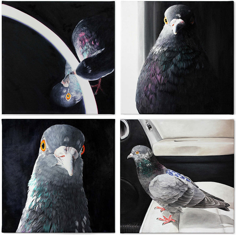 Photorealistic Portraits of a Pigeon – Fubiz Media