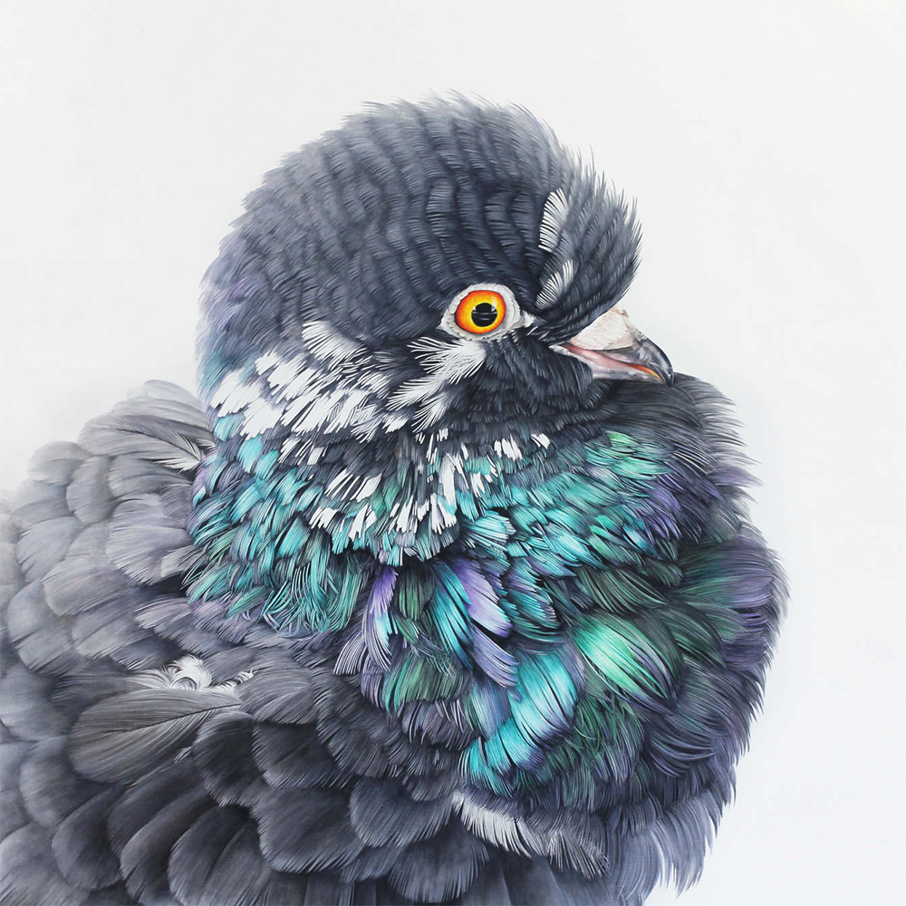 Photorealistic Portraits of a Pigeon – Fubiz Media