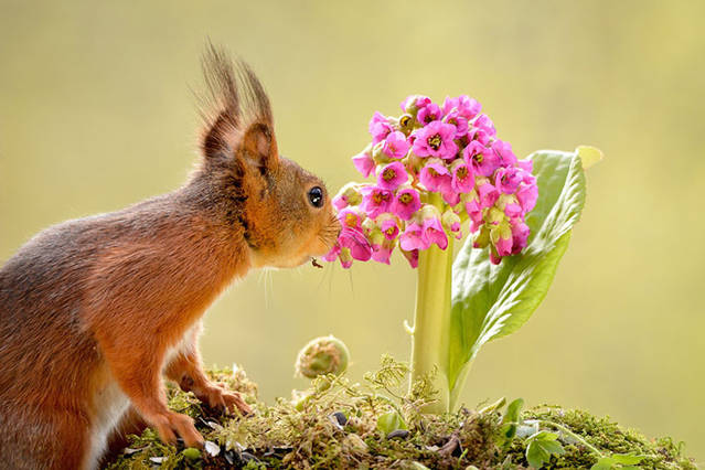 Poetic Pictures of Animals Smelling Flowers – Fubiz Media