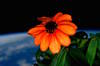 First Flower to Bloom in Space Photos – Fubiz Media