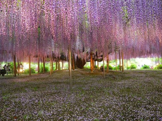 The Most Gorgeous Wisteria Tree in Japan – Fubiz Media