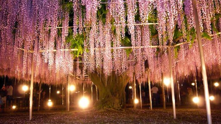 The Most Gorgeous Wisteria Tree in Japan – Fubiz Media