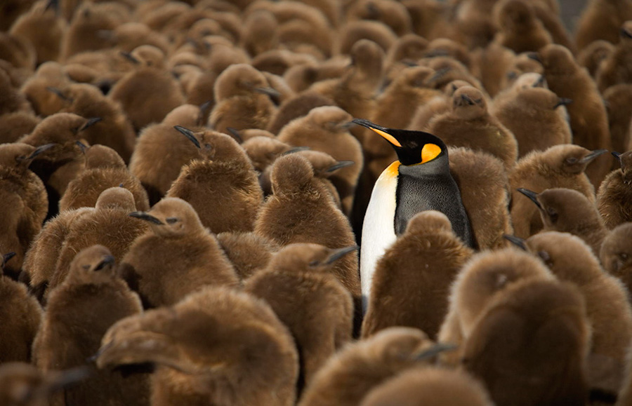 penguin-10 – Fubiz Media