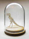 Dinosaurs Skeletons Paper Sculptures by Tinysaurs – Fubiz Media