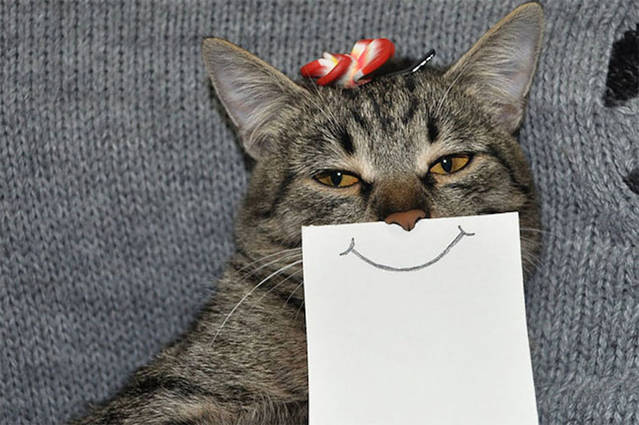Funny Cat Facial Expressions Drawings – Fubiz Media