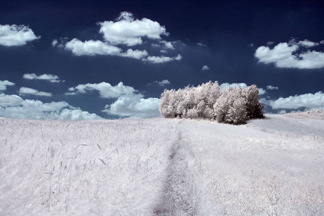 Infrared Photography of Nature – Fubiz Media