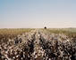 Superb Aerial Photographs of Cotton Farming in Arizona – Fubiz Media