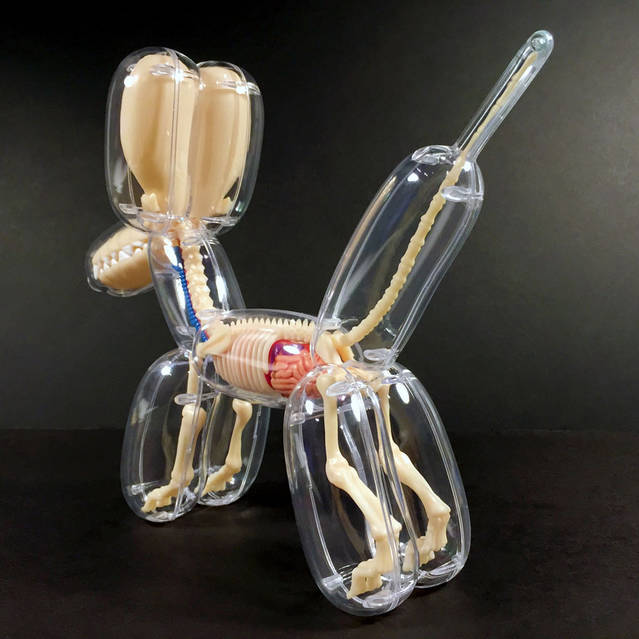 Balloon Animals Revealing Anatomical Details – Fubiz Media