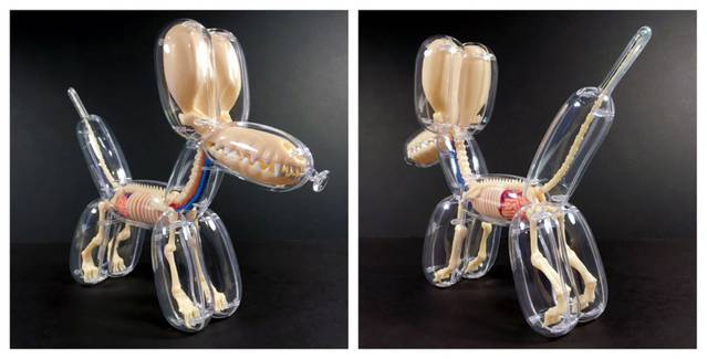 Balloon Animals Revealing Anatomical Details – Fubiz Media