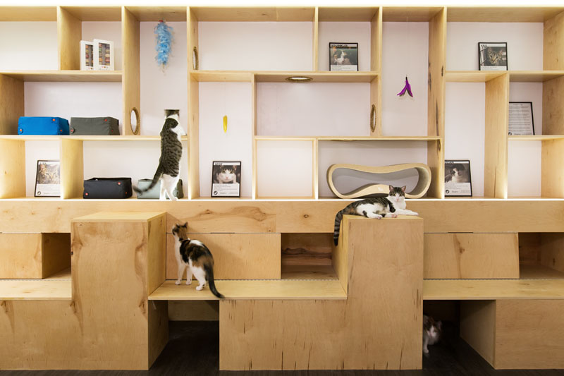 First Design Cat Café in NYC – Fubiz Media