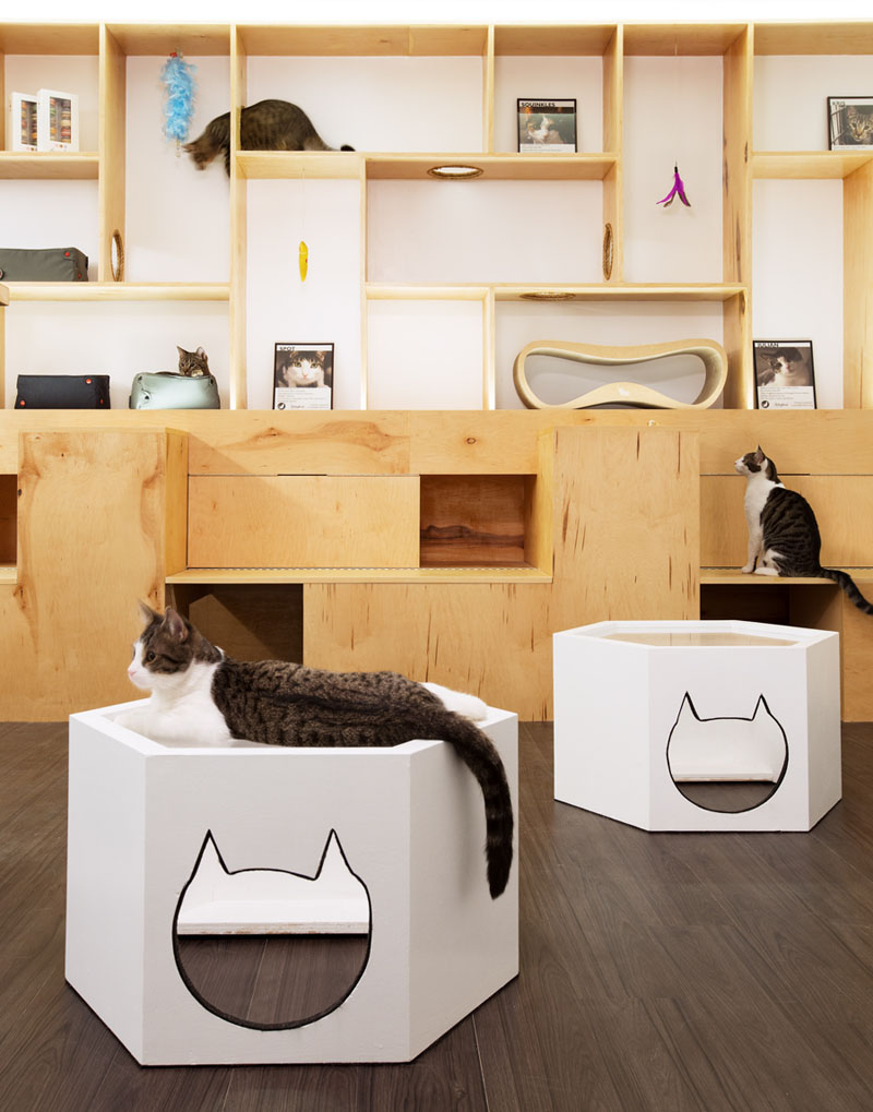 First Design Cat Café in NYC – Fubiz Media