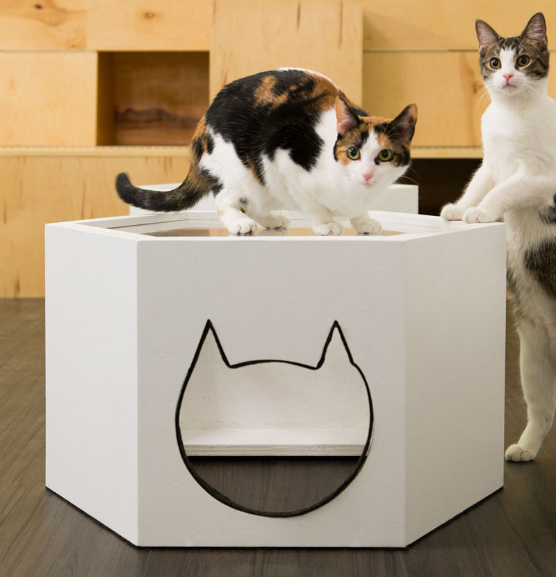 First Design Cat Café in NYC – Fubiz Media