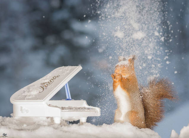 Adorable Wild Red Squirrels Playing with Tiny Music Instruments – Fubiz ...