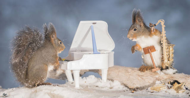 Adorable Wild Red Squirrels Playing with Tiny Music Instruments – Fubiz ...