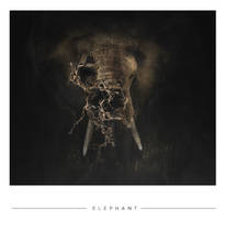 Wild Animals Getting Back to Nature – Fubiz Media