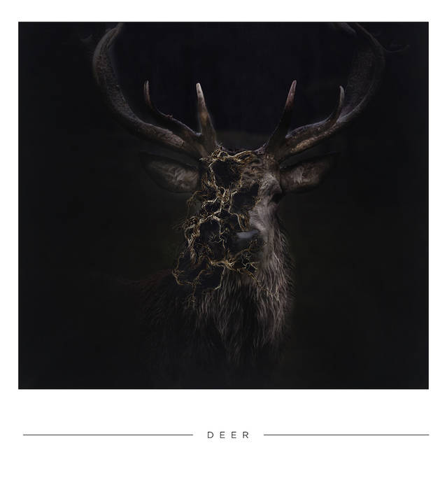 Wild Animals Getting Back to Nature – Fubiz Media