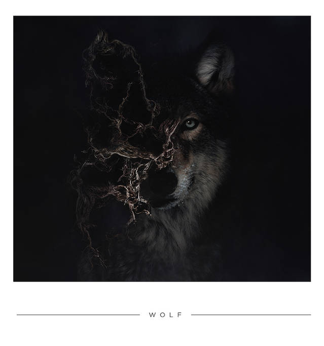 Wild Animals Getting Back to Nature – Fubiz Media