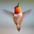 The Beauty of Humming Bird Photography – Fubiz Media