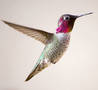 The Beauty of Humming Bird Photography – Fubiz Media