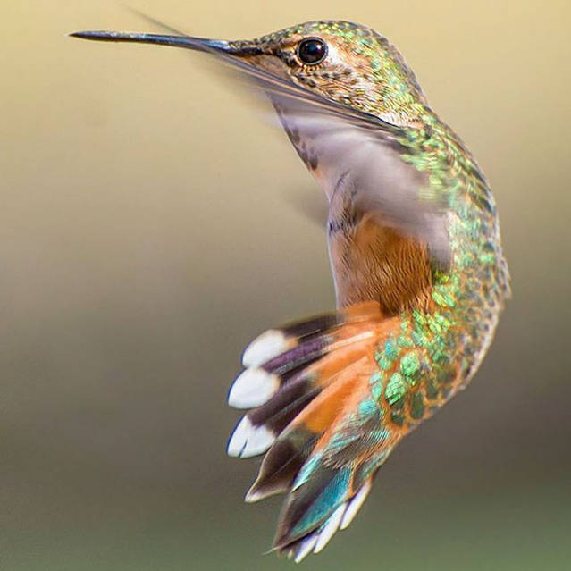 The Beauty of Humming Bird Photography – Fubiz Media