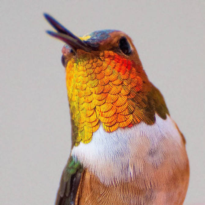 The Beauty of Humming Bird Photography – Fubiz Media