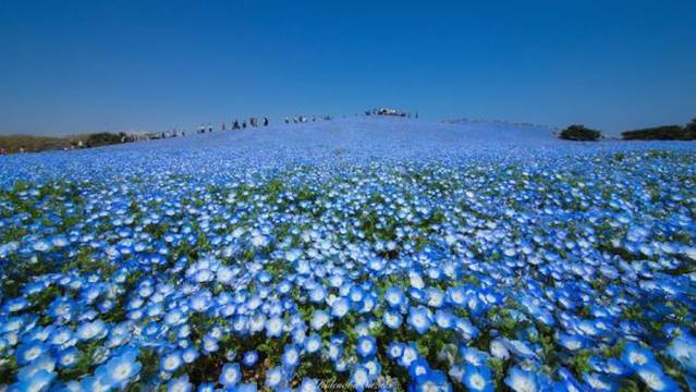 Blossoming Blue Flowers Field at Japan’s Hitachi Seaside Park – Fubiz Media