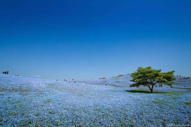 Blossoming Blue Flowers Field at Japan’s Hitachi Seaside Park – Fubiz Media