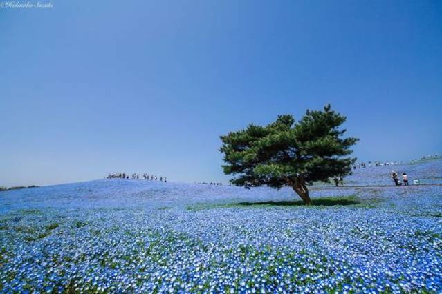 Blossoming Blue Flowers Field at Japan’s Hitachi Seaside Park – Fubiz Media