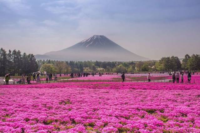 Blossoming Blue Flowers Field at Japan’s Hitachi Seaside Park – Fubiz Media
