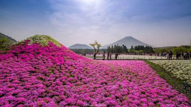 Blossoming Blue Flowers Field at Japan’s Hitachi Seaside Park – Fubiz Media