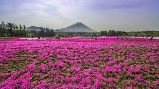 Blossoming Blue Flowers Field at Japan’s Hitachi Seaside Park – Fubiz Media