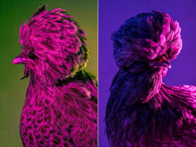 Glamorous Chickens Captured in a 80’s Chic Style – Fubiz Media