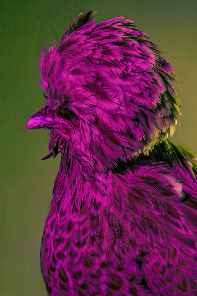 Glamorous Chickens Captured in a 80’s Chic Style – Fubiz Media