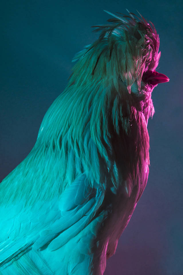 Glamorous Chickens Captured in a 80’s Chic Style – Fubiz Media