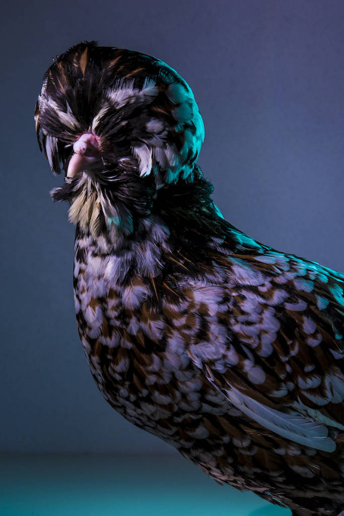 Glamorous Chickens Captured in a 80’s Chic Style – Fubiz Media