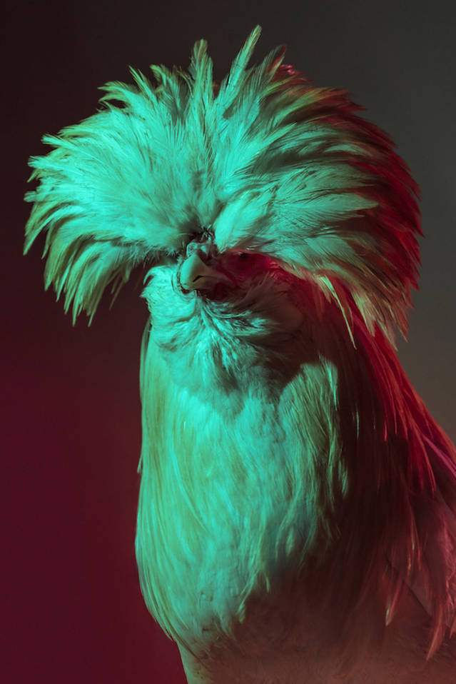 Glamorous Chickens Captured in a 80’s Chic Style – Fubiz Media