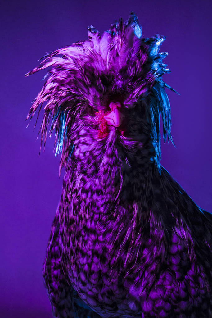 Glamorous Chickens Captured in a 80’s Chic Style – Fubiz Media