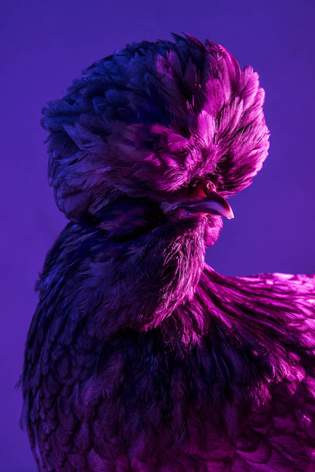 Glamorous Chickens Captured in a 80’s Chic Style – Fubiz Media