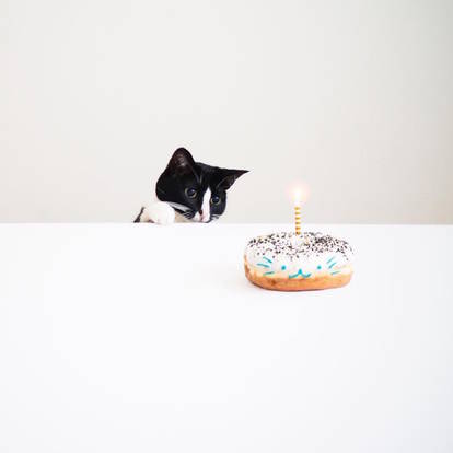Quirky Portraits of a Cat made by his Owner – Fubiz Media