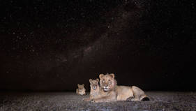 Superb Pictures of African Wild Animals at Night – Fubiz Media