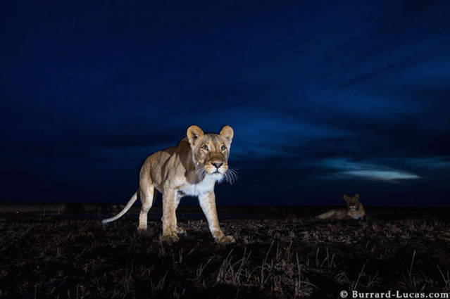 Superb Pictures of African Wild Animals at Night – Fubiz Media