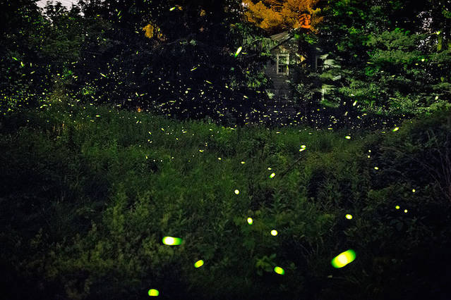 Captivating Pictures of Fireflies in the U.S. – Fubiz Media