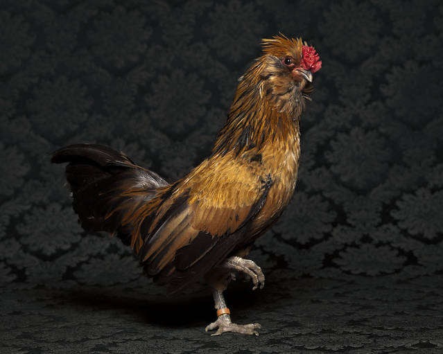 Funny Portraits of Cockerels – Fubiz Media