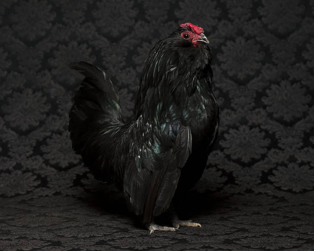 Funny Portraits of Cockerels – Fubiz Media