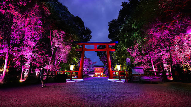 Amazing Light Installation Illuminating an Ancient Shrine & Forest in ...