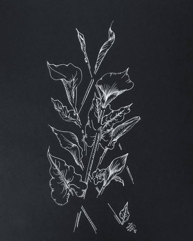 Delicate Drawing Compositions with Flowers – Fubiz Media