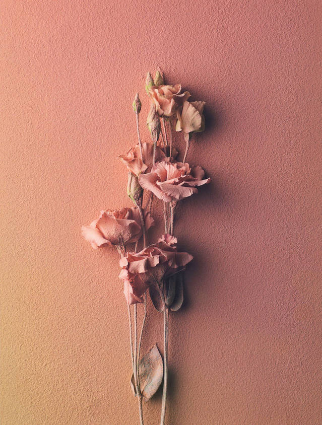 Flowers Enhanced with Color Powder – Fubiz Media