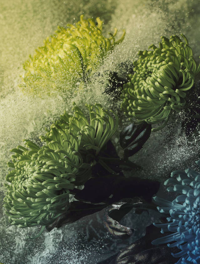 Flowers Enhanced with Color Powder – Fubiz Media