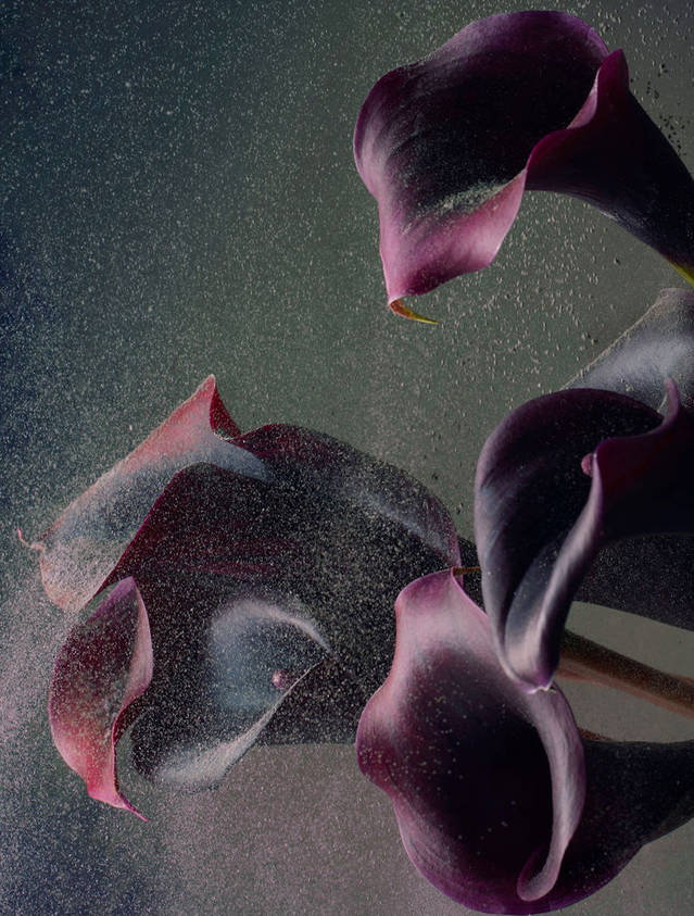 Flowers Enhanced with Color Powder – Fubiz Media